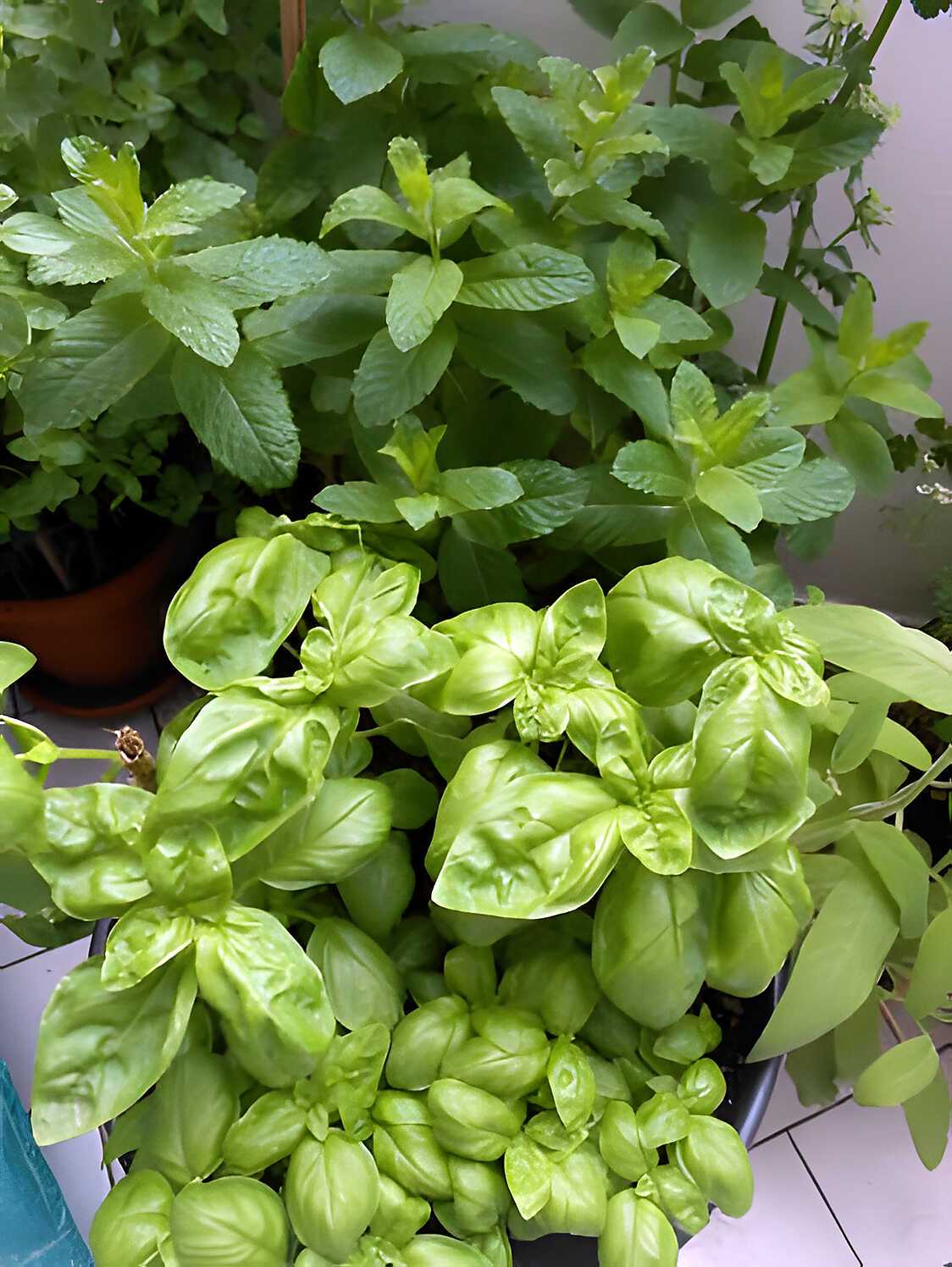 Recette de PESTO BASILIC ET MENTHE