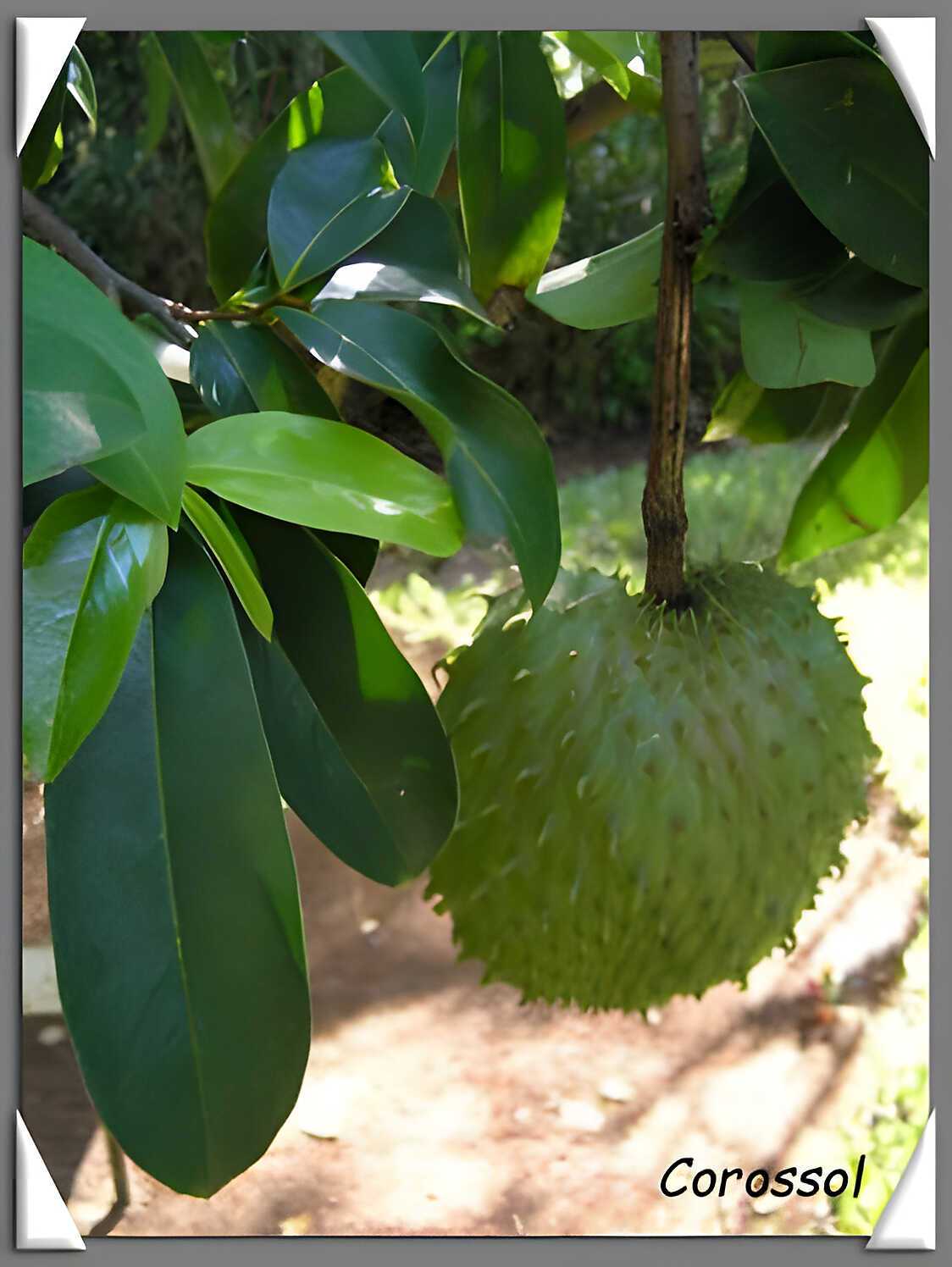 Les meilleures recettes de corossol