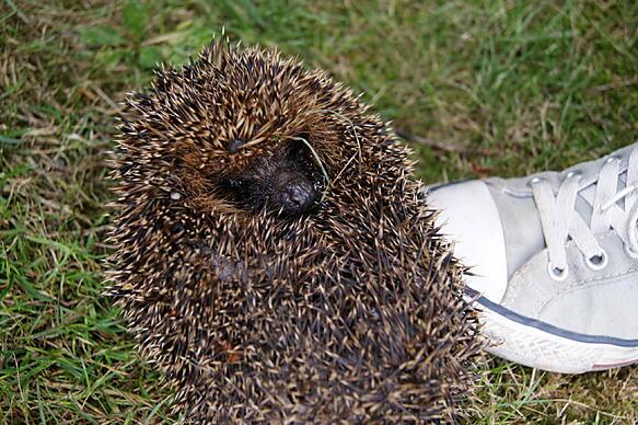 Recette de Hérisson