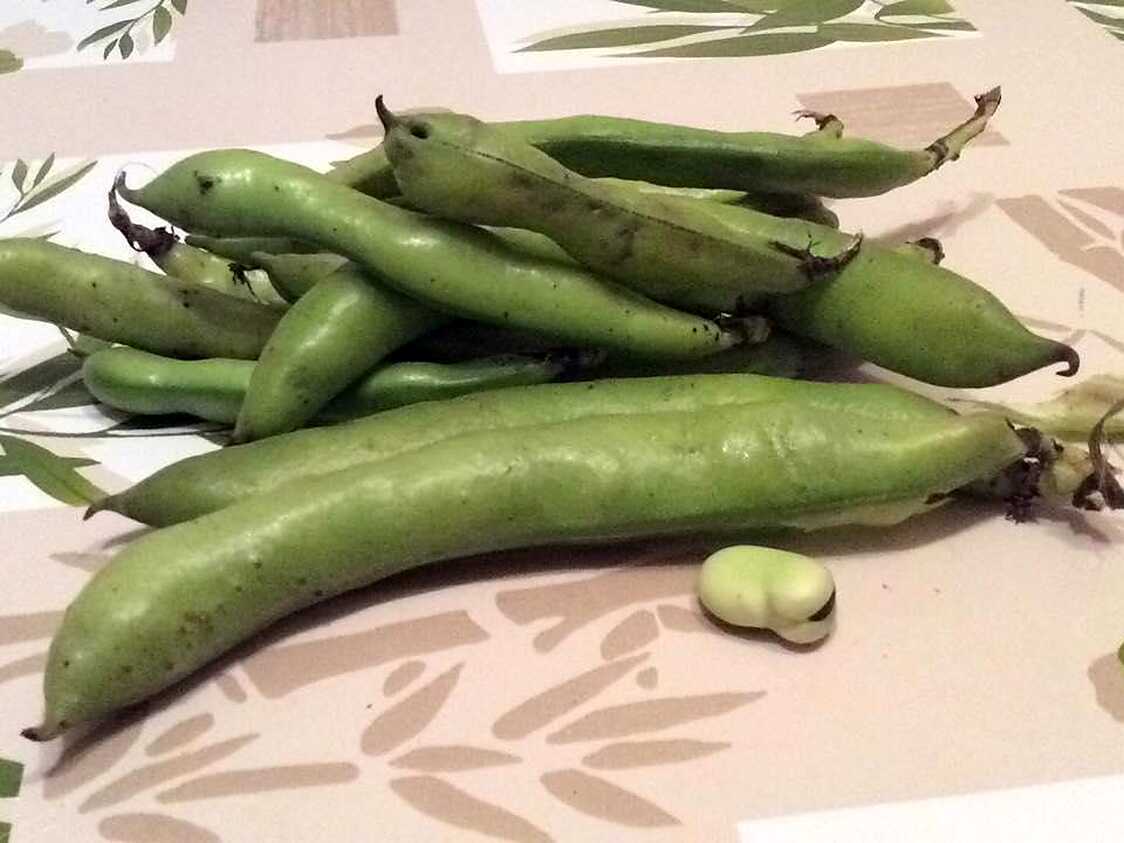 Recette de Fèves fraîches aux lardons & oignons