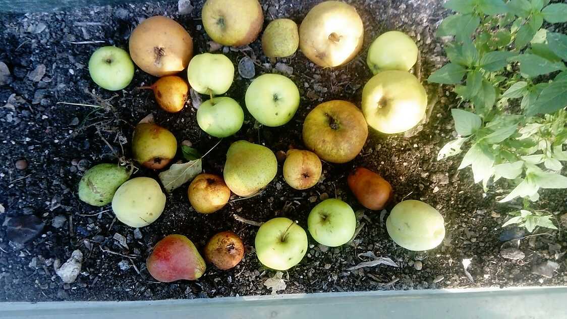 Recette de Mousse de pommes recette de nathalie les FOOD AMOUR