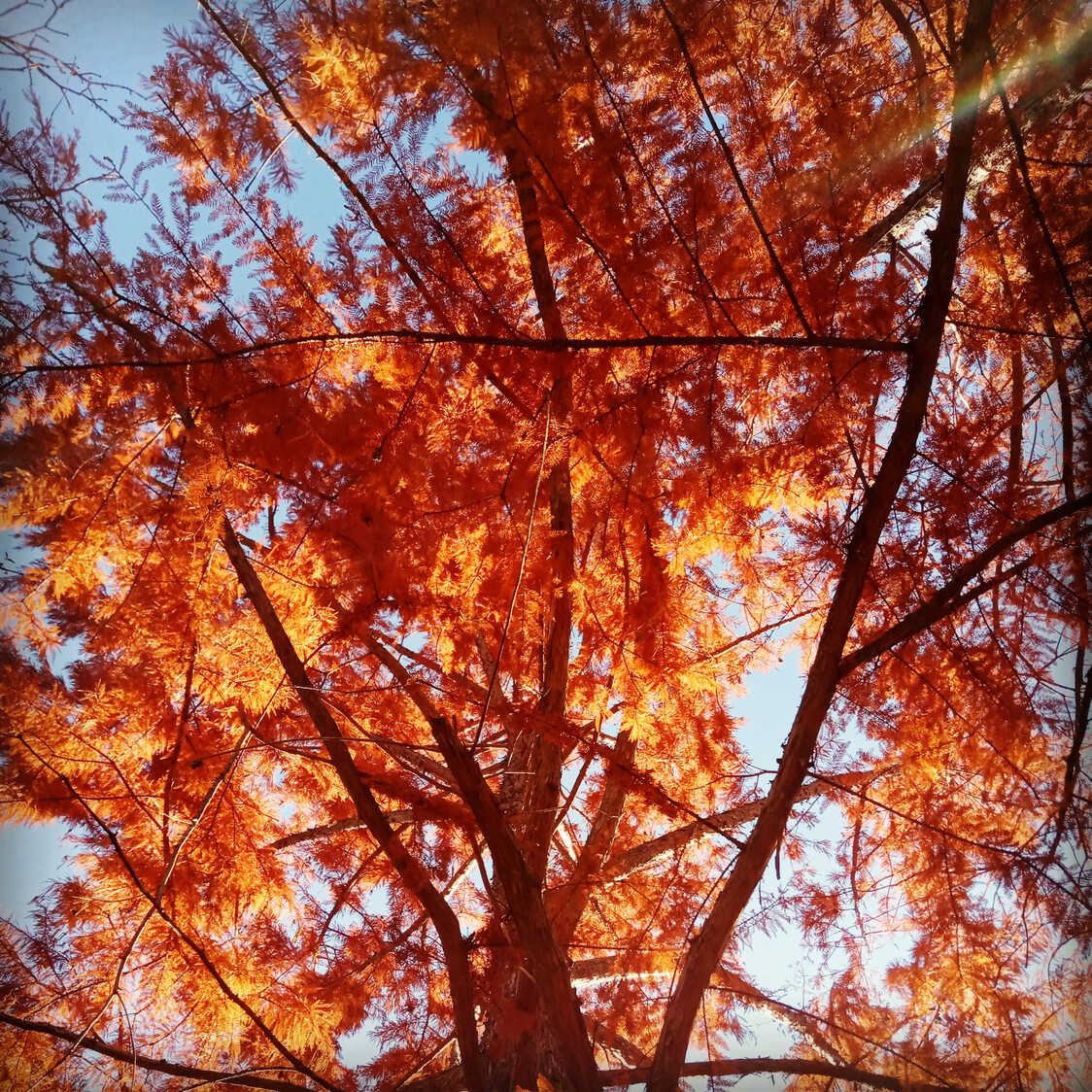 Recette de Galette de Sarasin