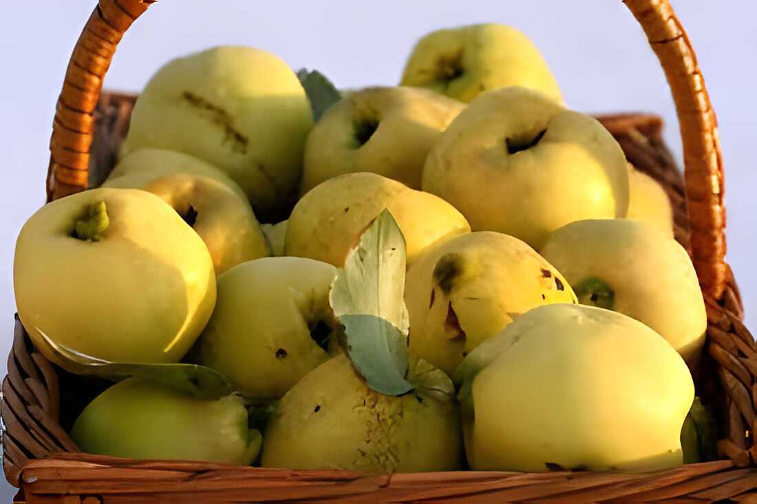 Recette de Marmelade de coings rapide (Femina)