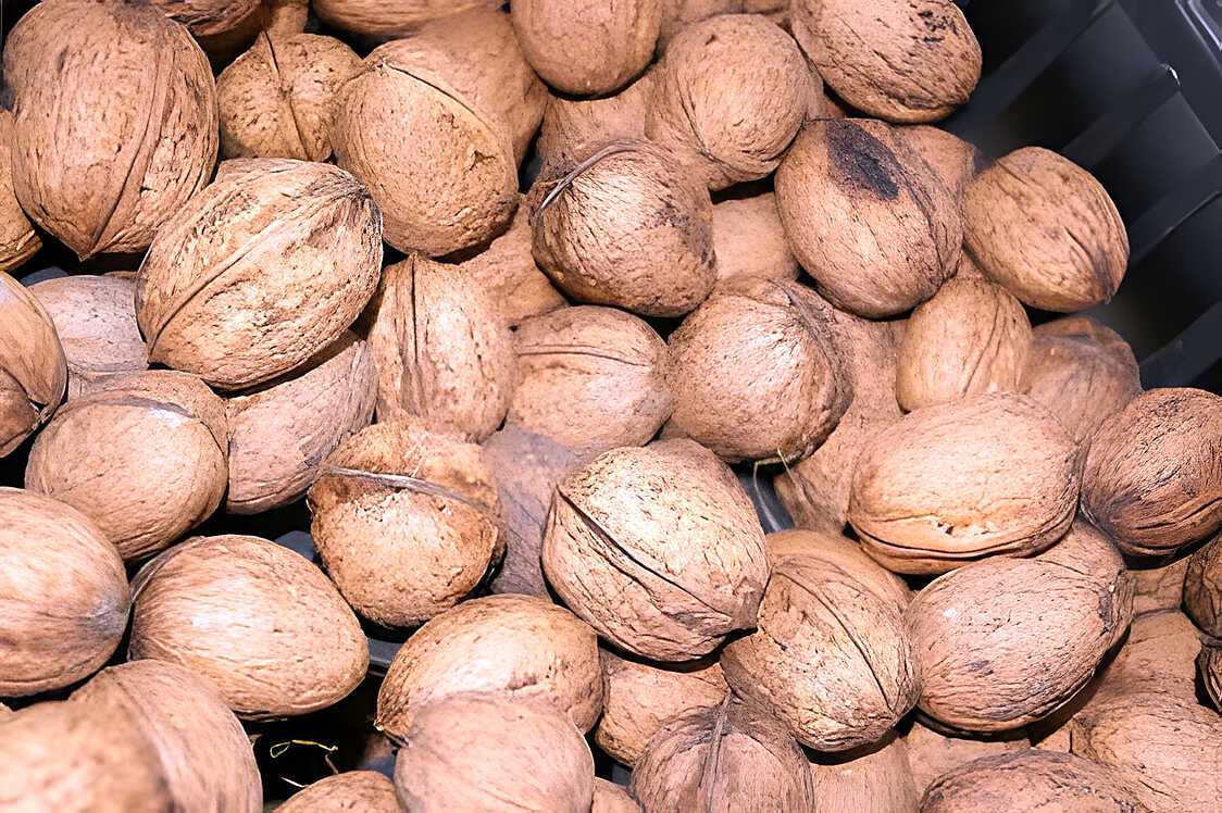 Recette de Comment savoir si vos noix sont encore bonnes.....