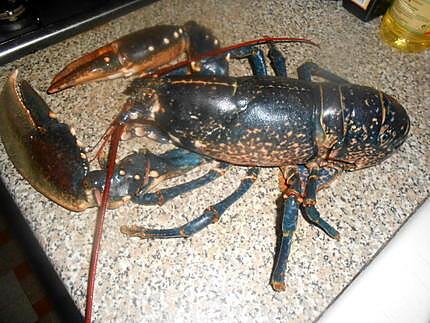Recette de Homard à l armoricaine